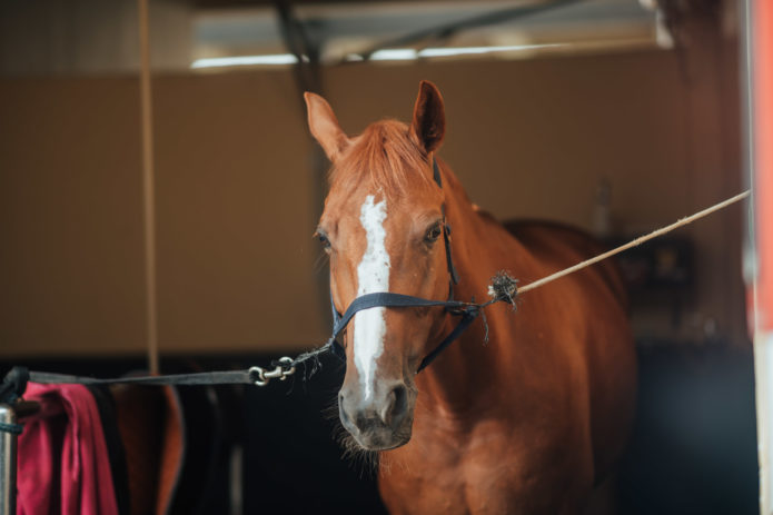 JAKARTA EQUESTRIAN – Pulomas