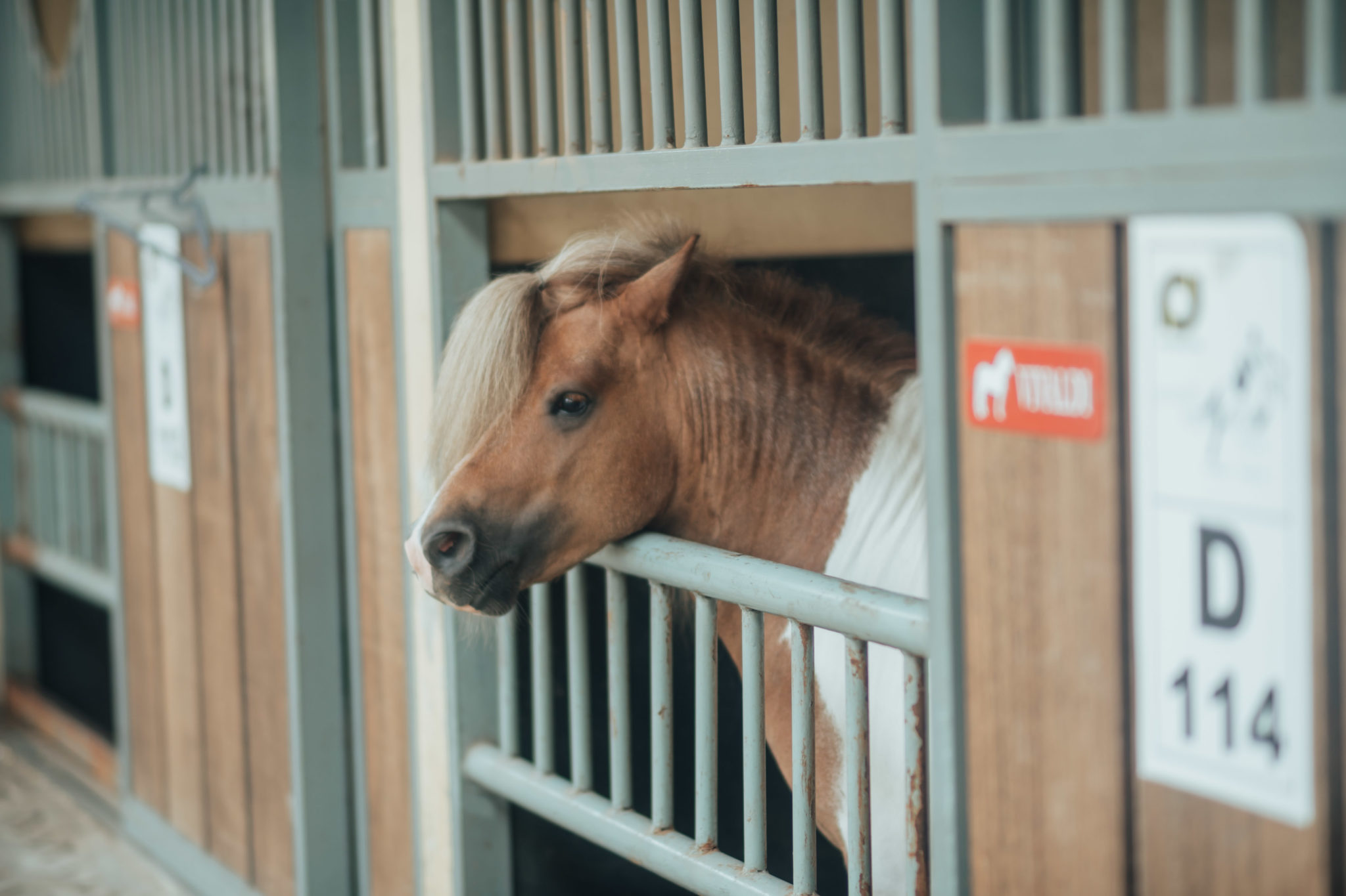 JAKARTA EQUESTRIAN – Pulomas